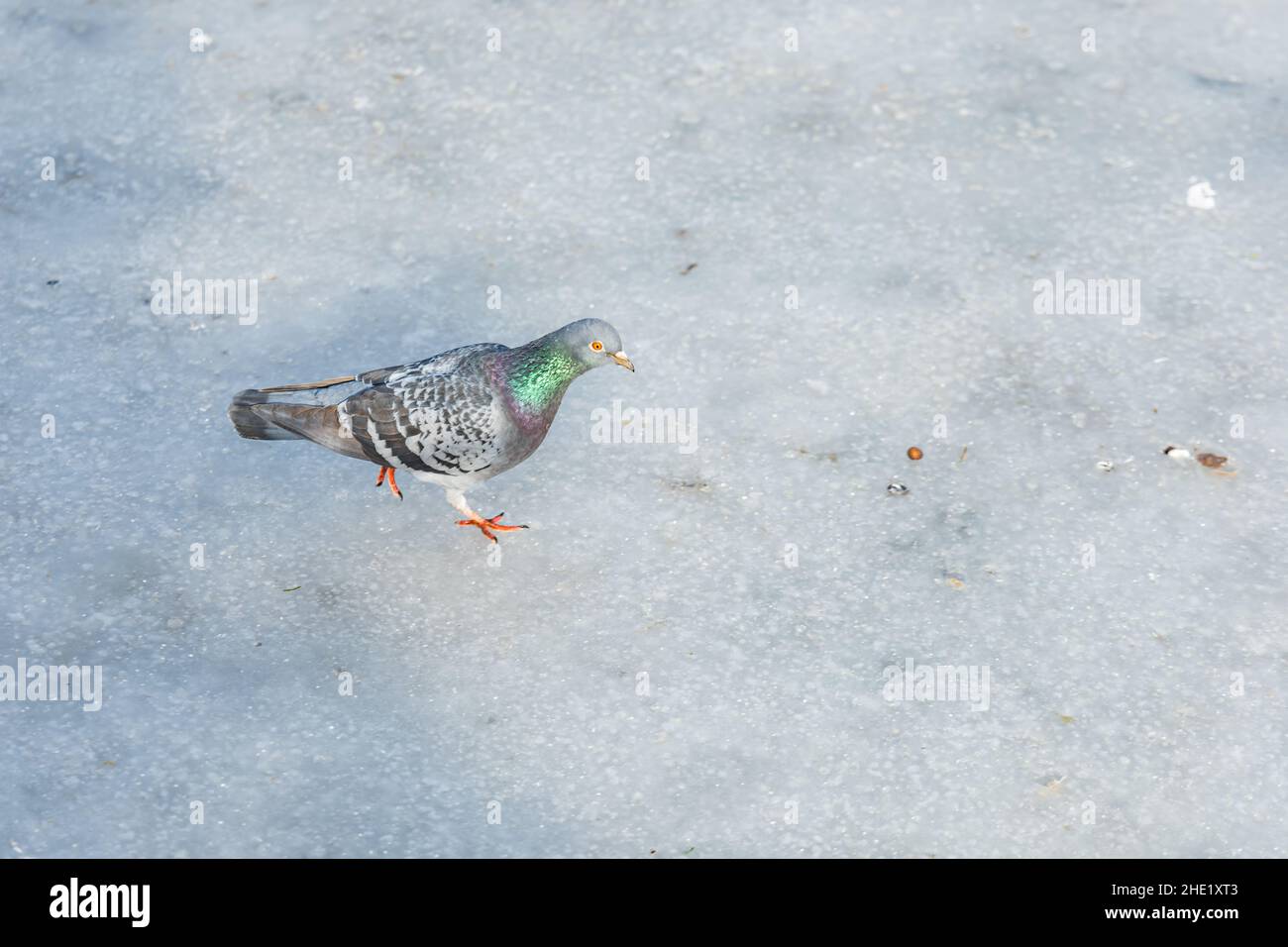 Frozen lake pigeon birds hi-res stock photography and images - Alamy