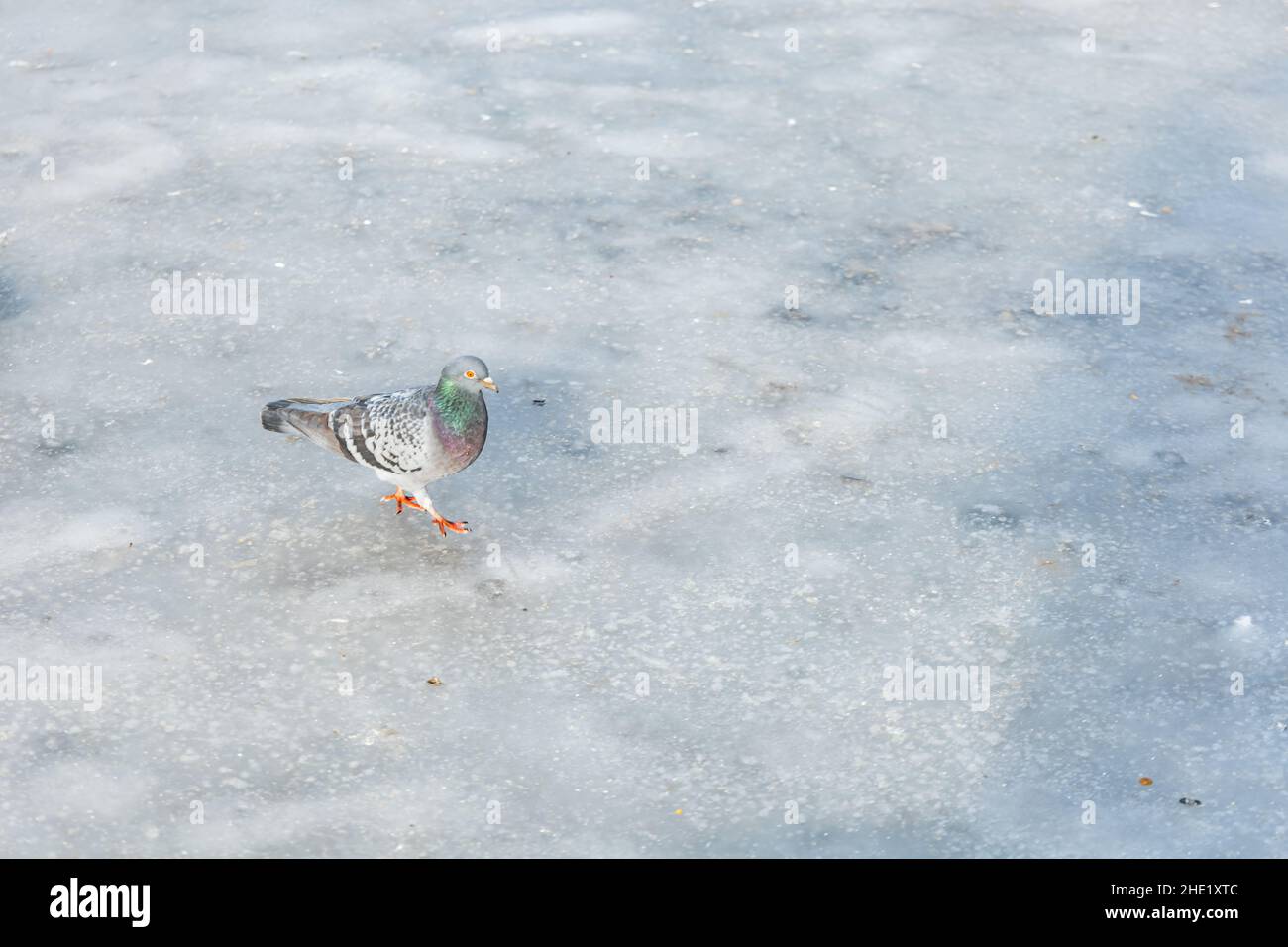 Pigeon walking on ice hi-res stock photography and images - Alamy