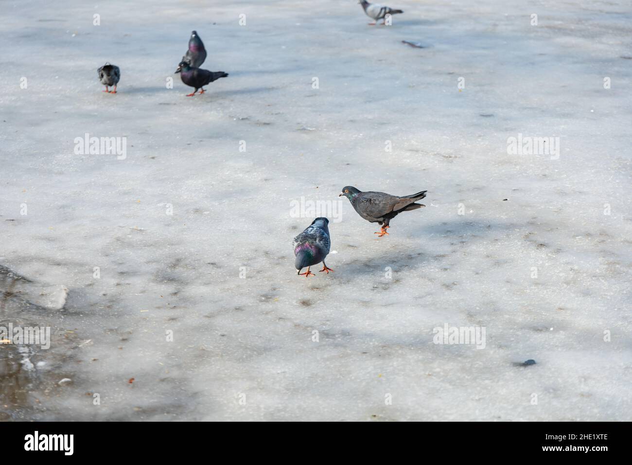 Pigeon walking on ice hi-res stock photography and images - Alamy