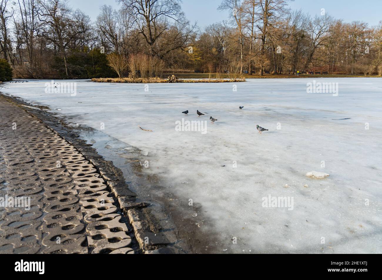 Herd of pigeons walking on thin ice sheet on big lake and concrete path ...