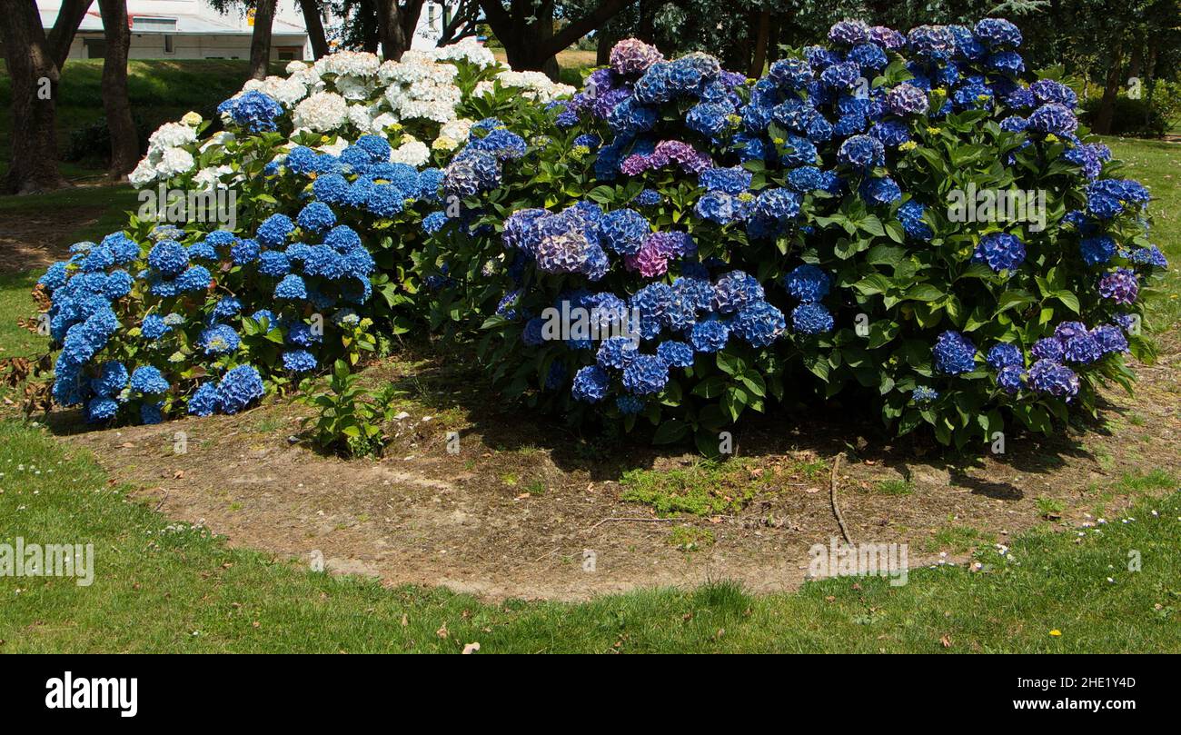 Blooming hydrangeas in Otepuni Gardens in Invercargill,Southland on ...