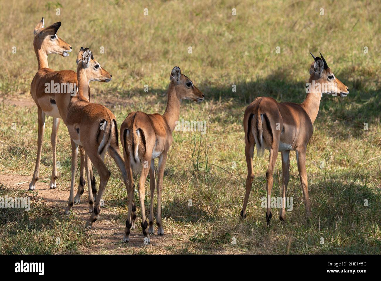 Impala (Aepyceros melampus), National Parks of Uganda Stock Photo - Alamy