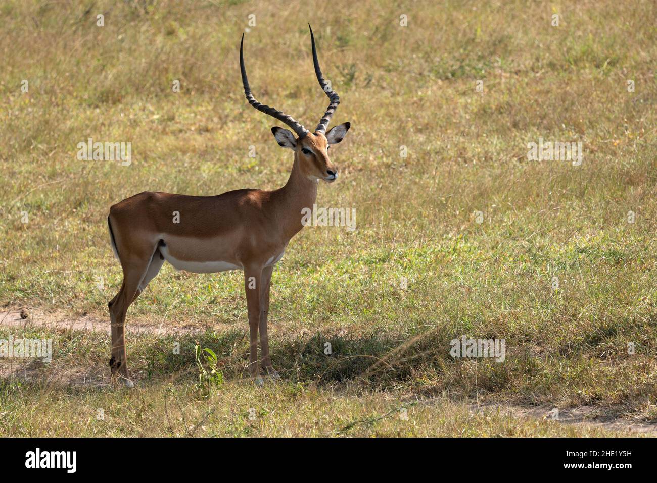 Impala (Aepyceros melampus), National Parks of Uganda Stock Photo - Alamy