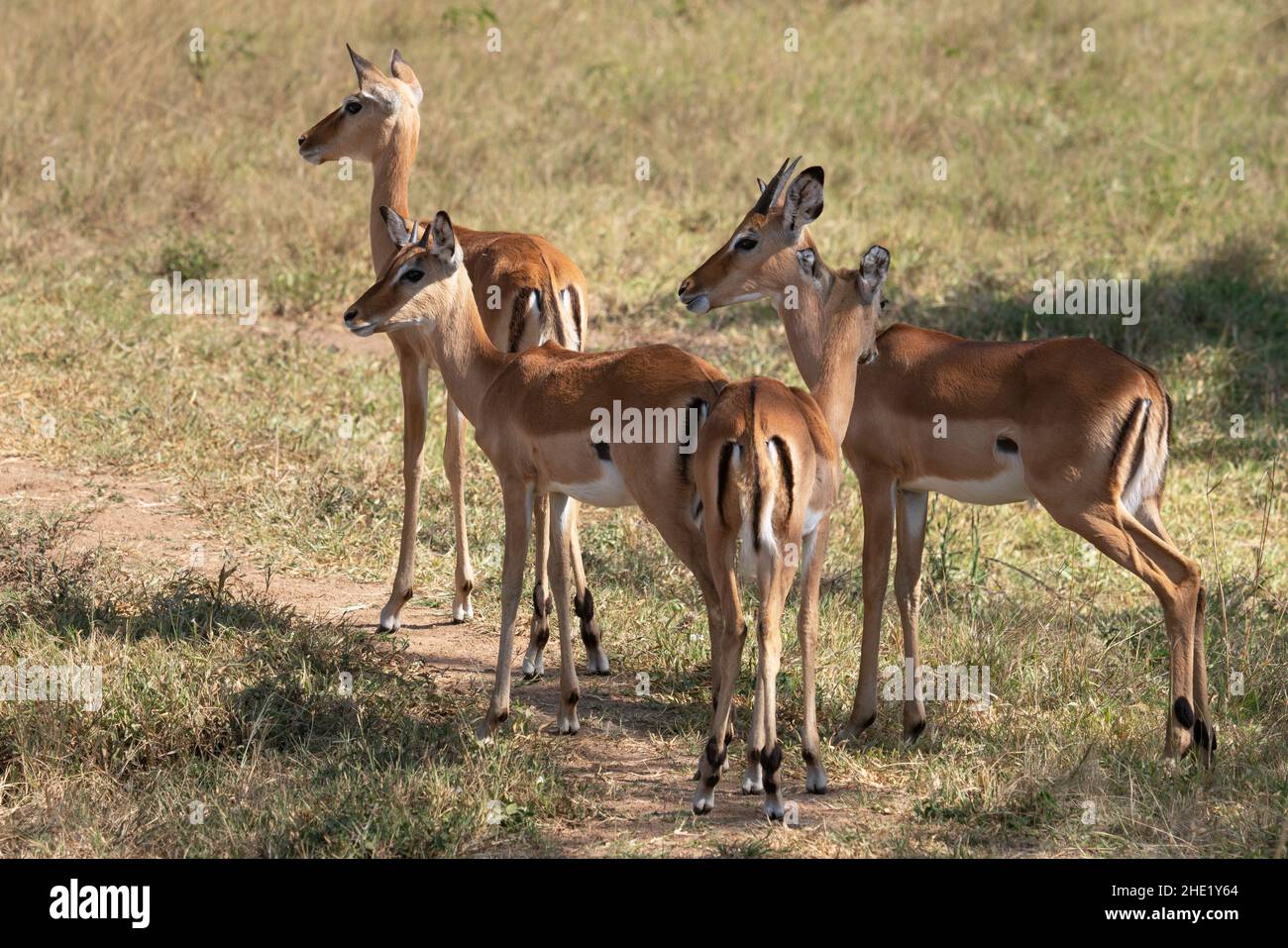 Impala (Aepyceros melampus), National Parks of Uganda Stock Photo - Alamy