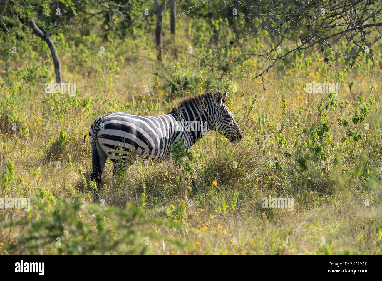 Plains zebra (Equus quagga), Lake Mburo National Park, Uganda Stock ...