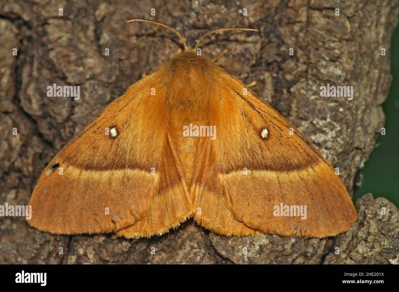 Closeup on the lighbrown Oak Eggar moth, Lasiocampa quernus, sitting ...