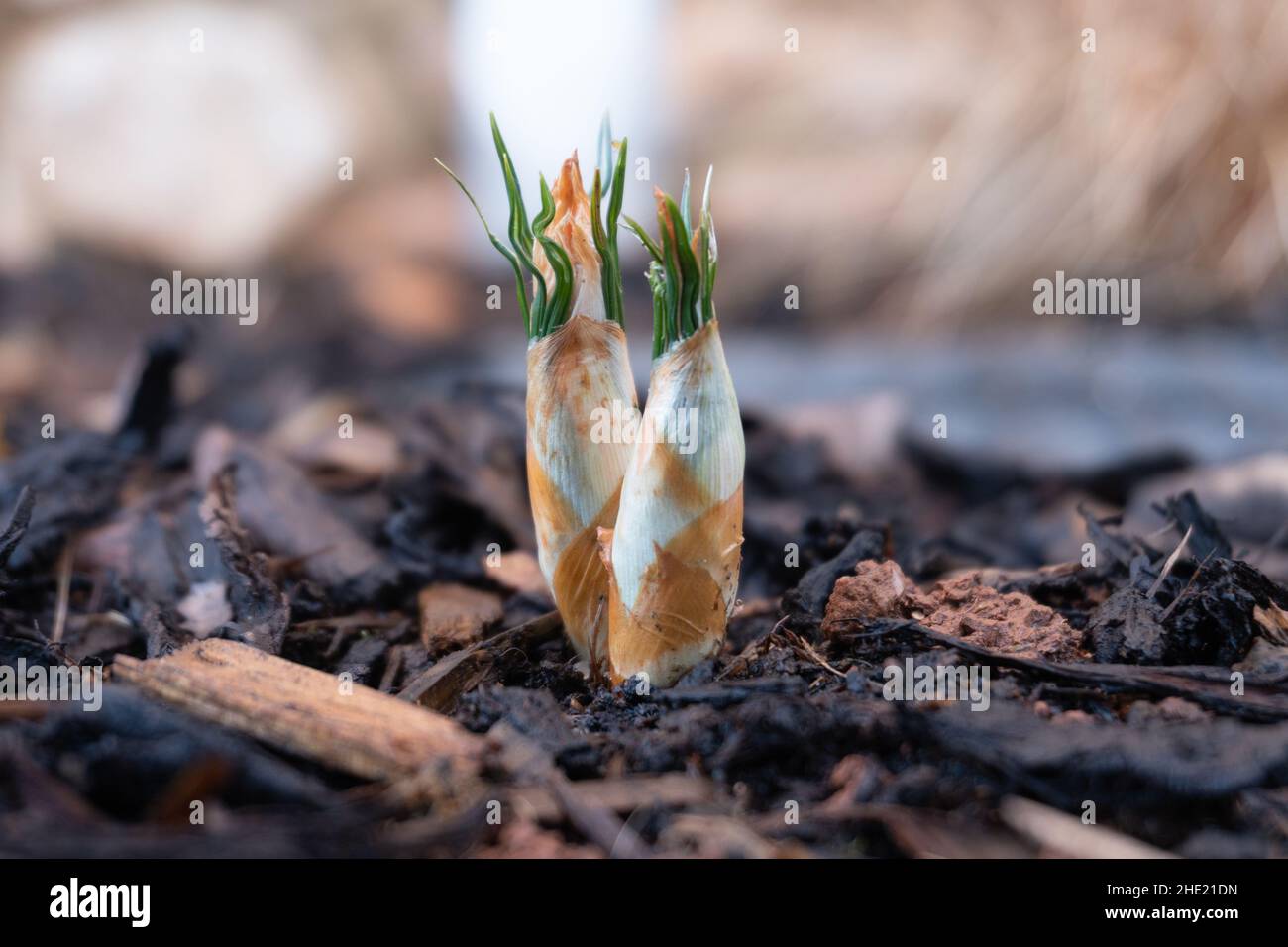 Spring emerging flower and leaf hi-res stock photography and images - Alamy