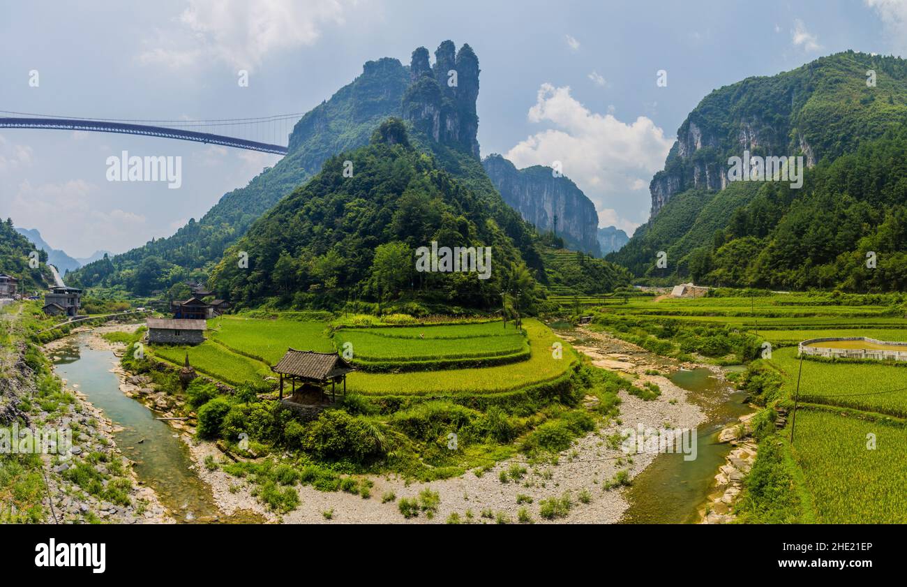 Aizhai suspension bridge and rice fields in Hunan province, China Stock ...