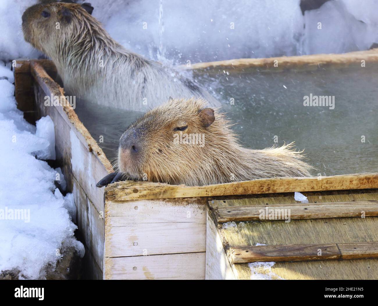 Capybaras soak in an open air bath at the Nasu Animal Kingdom zoo in ...