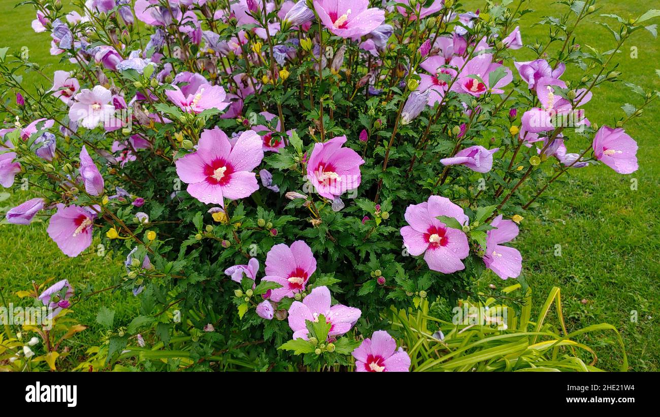 Higanbana hi-res stock photography and images - Alamy