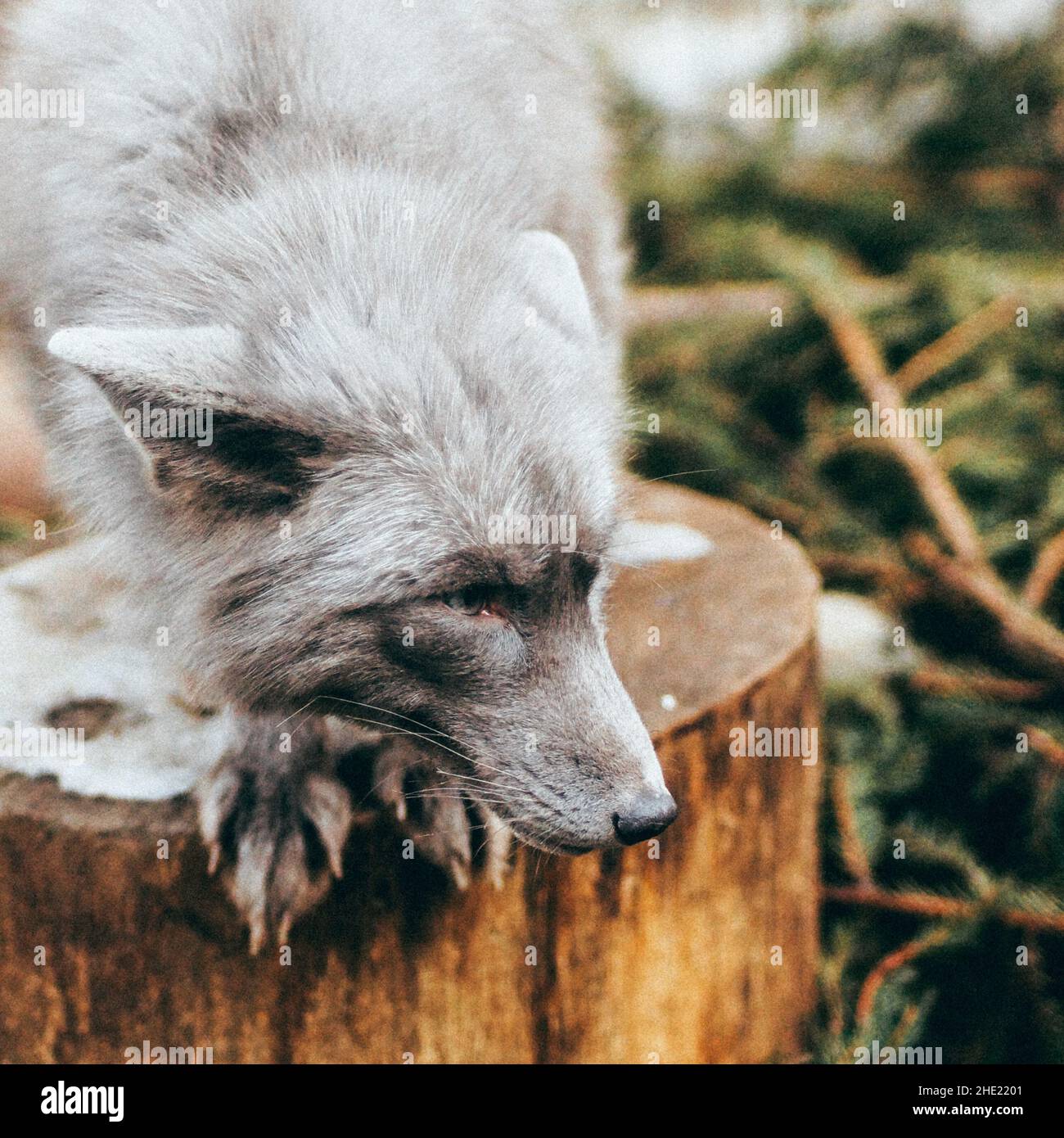 Grey cute wolf in a sn Stock Photo - Alamy