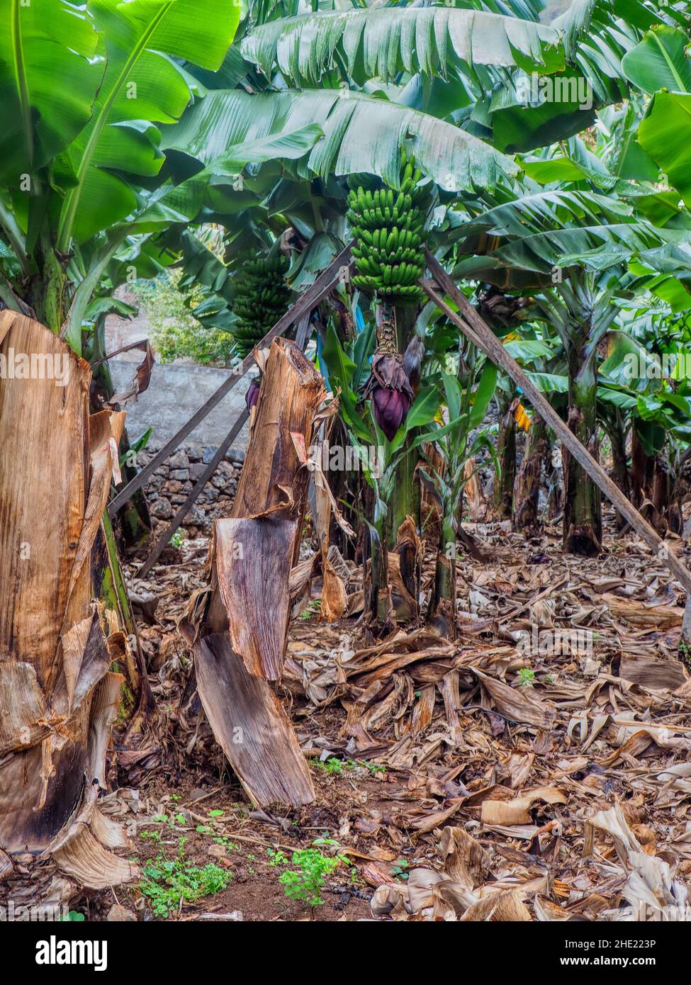 Background banana trees hi-res stock photography and images - Alamy