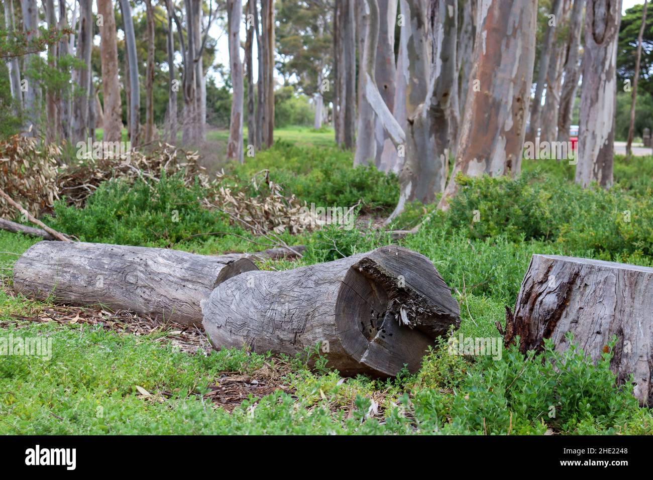 Tall cut grass hi-res stock photography and images - Alamy