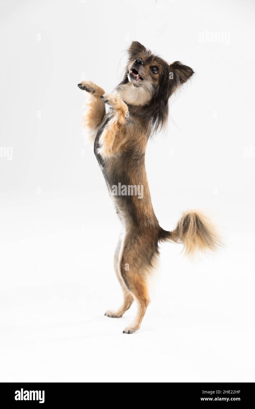 Can Dogs Stand On Two Legs