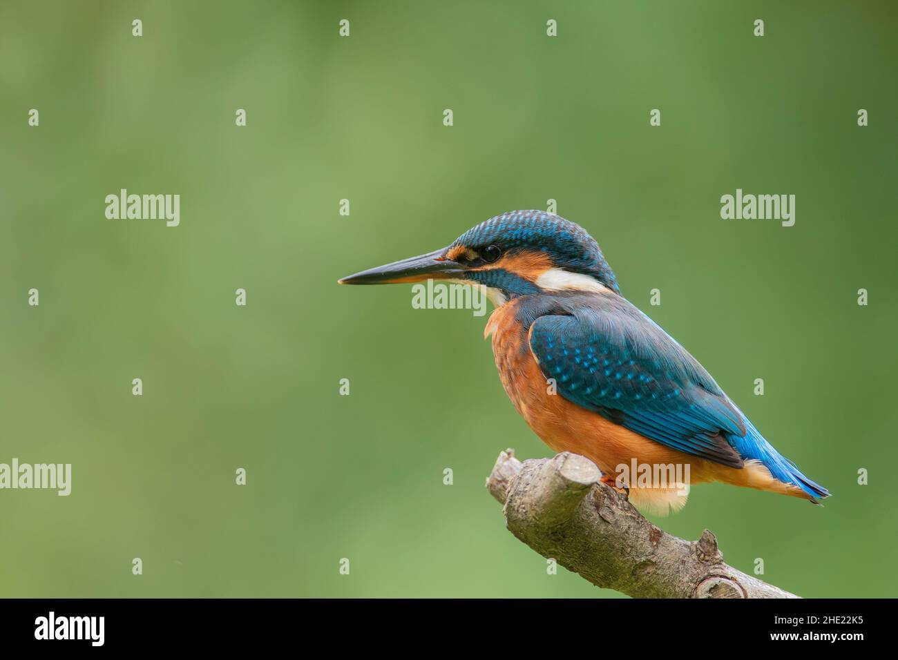Kingfisher, Alcedo atthis Stock Photo - Alamy