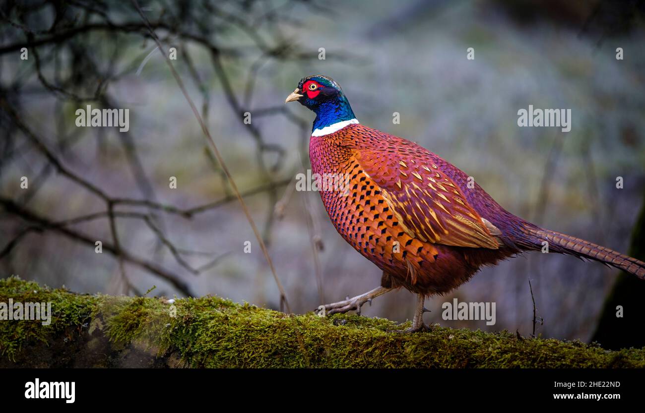Male pheasant (Phasianus colchicus) walking along a wall in South ...