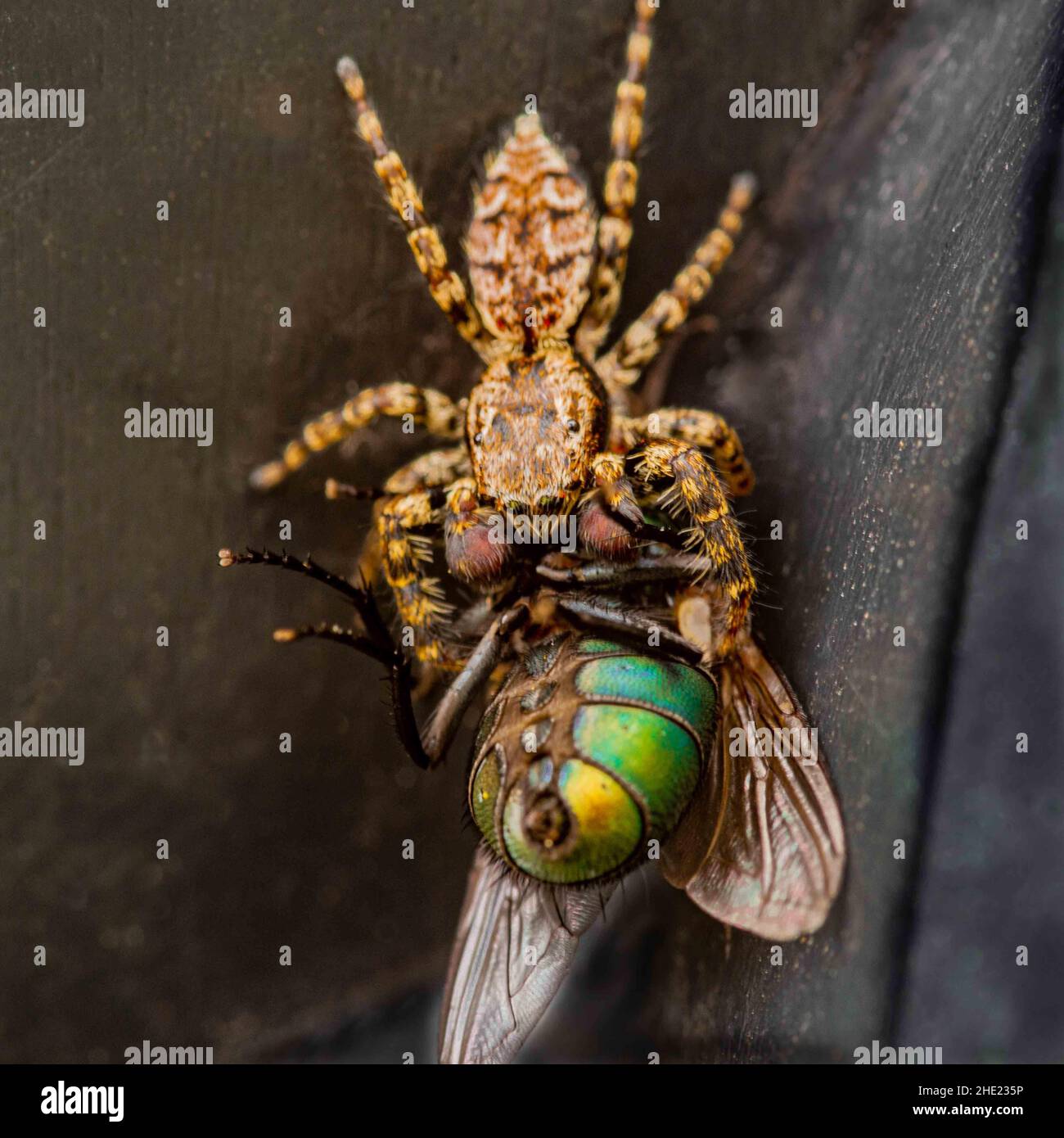 A Jumping spider with a fly Stock Photo - Alamy