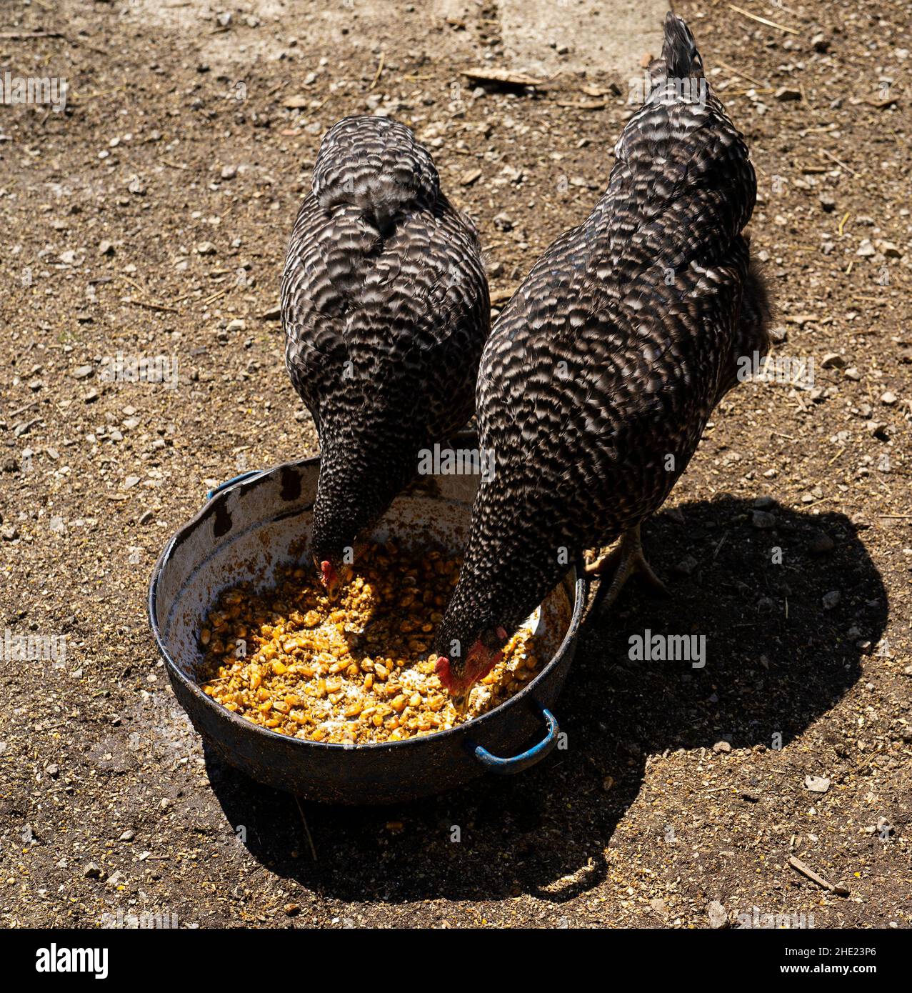 Chicken feed corn hi-res stock photography and images - Alamy