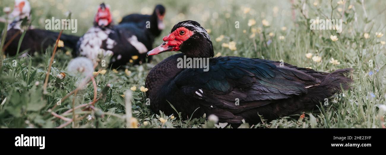 male and female musk or indo ducks on farm in nature on grass. breeding ...