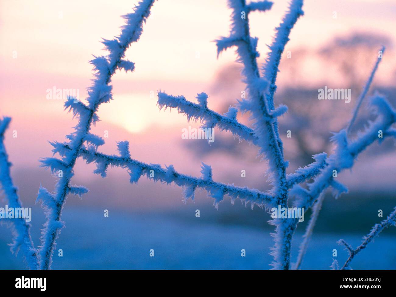 Frost scene hi-res stock photography and images - Alamy
