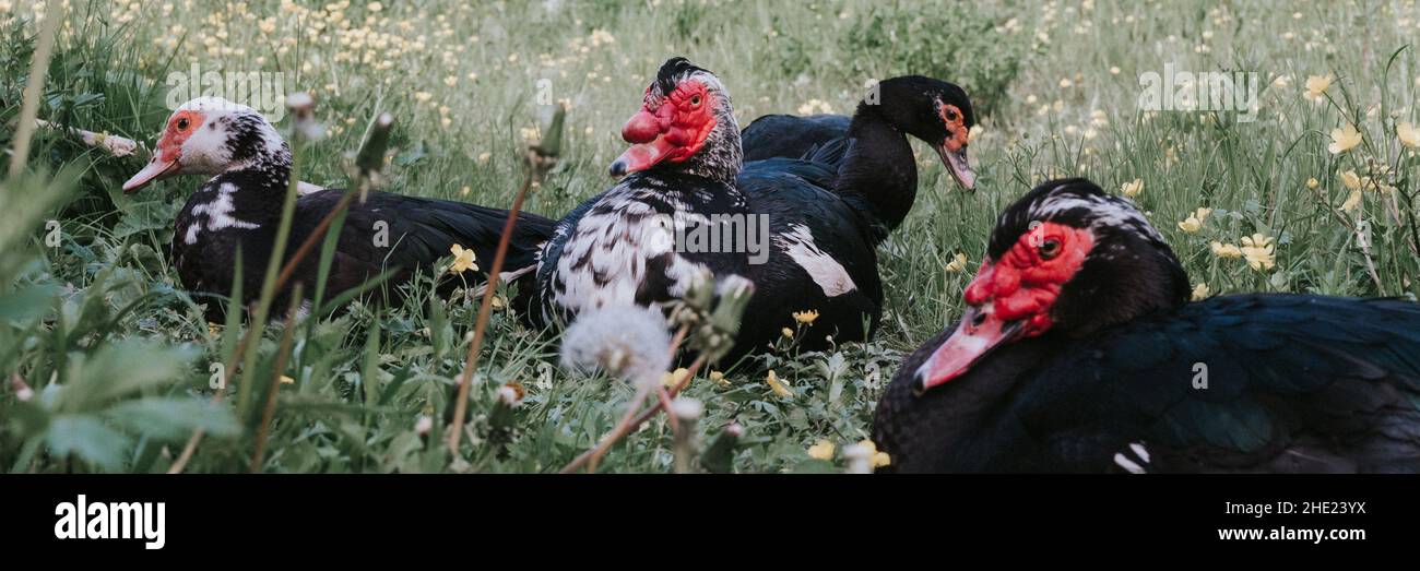 male and female musk or indo ducks on farm in nature on grass. breeding ...