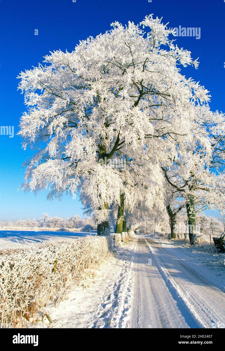 Snow laden tree, in winter landscape Stock Photo - Alamy