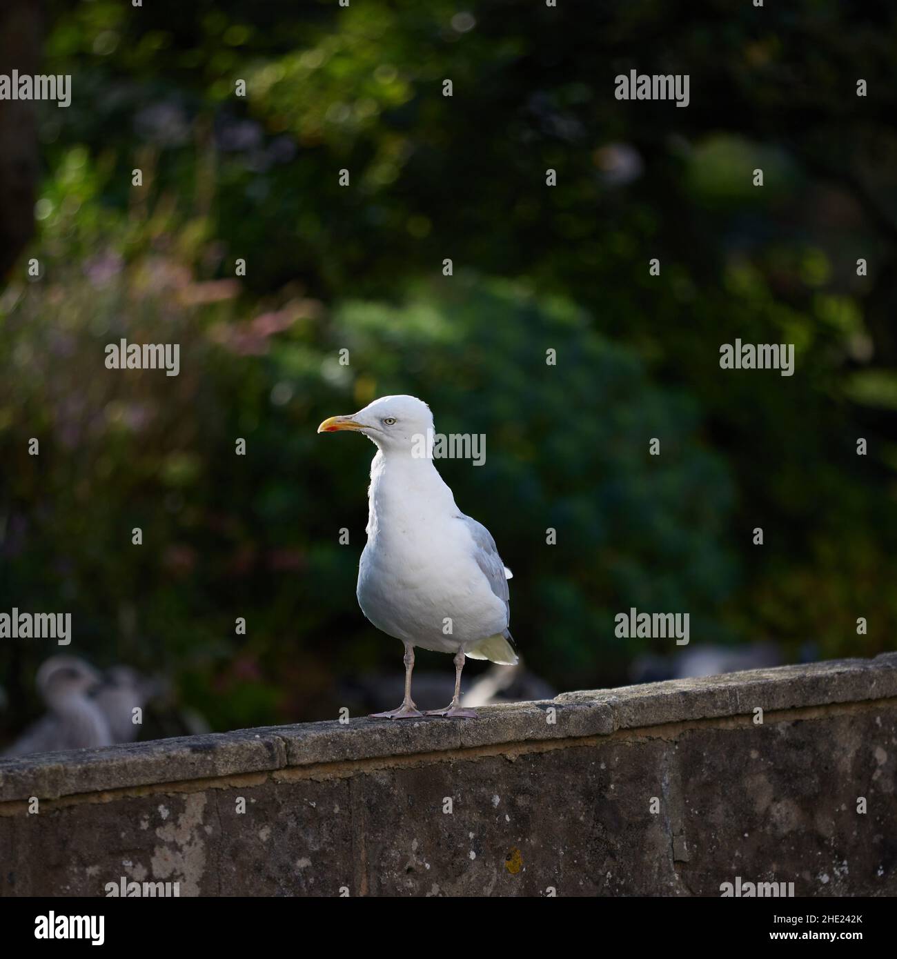Standing on low wall hi-res stock photography and images - Alamy