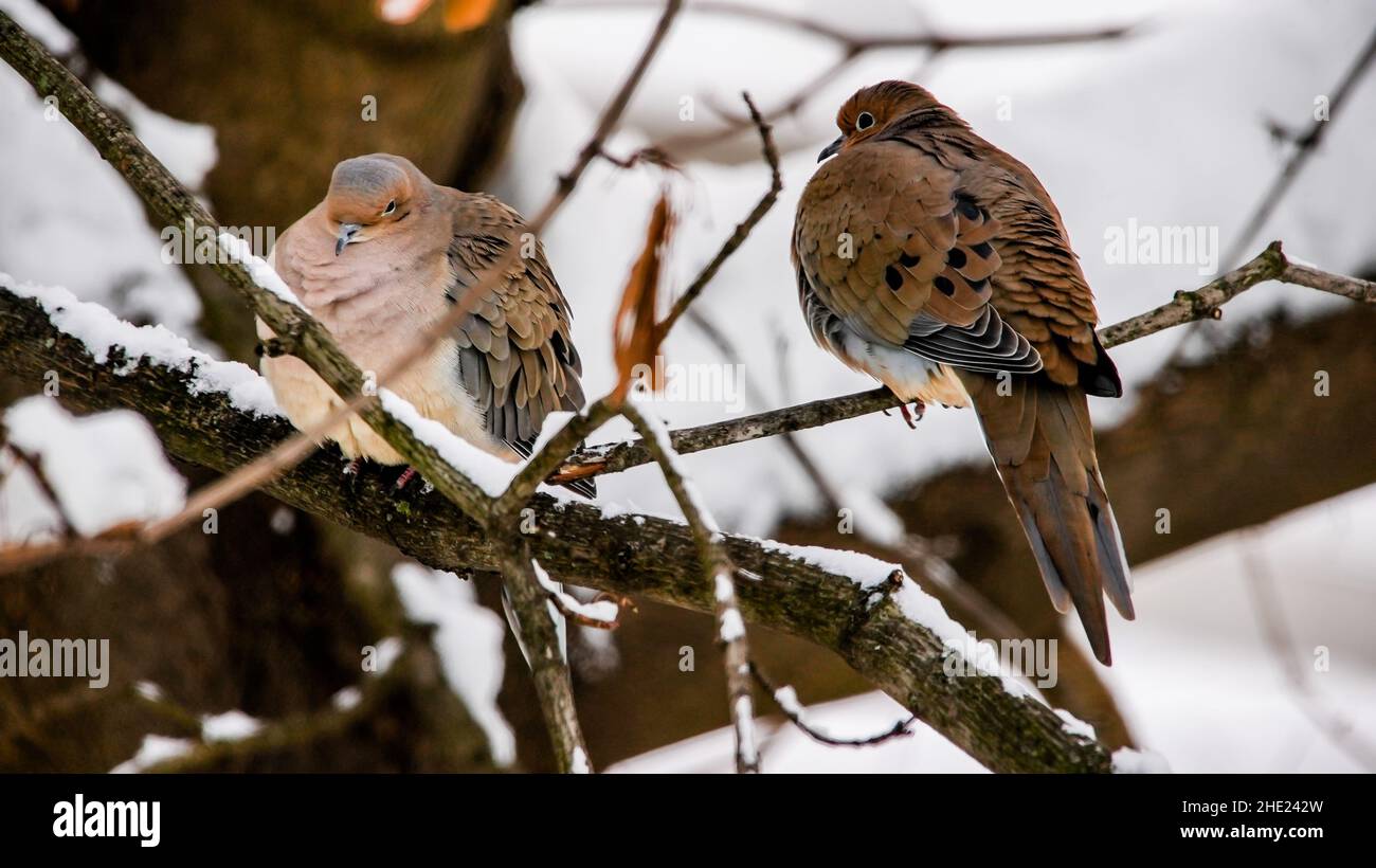 Two turtle doves hi-res stock photography and images - Alamy