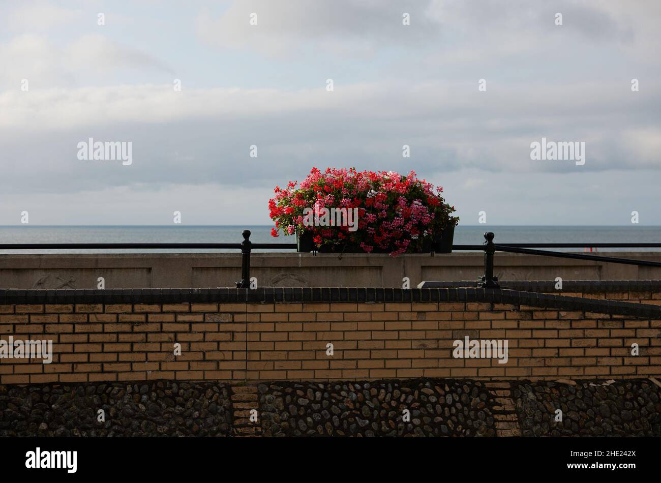 Plant trough with trailing geraniums seen at the seashore of Bognor ...