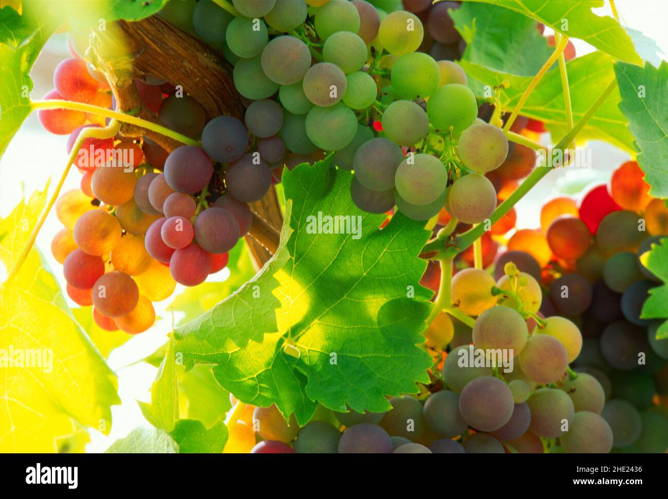 Grapes on vine Stock Photo - Alamy