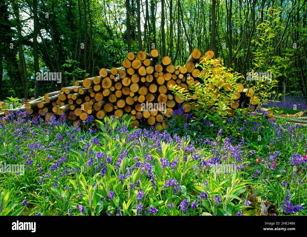 Ground cover plants hi-res stock photography and images - Alamy