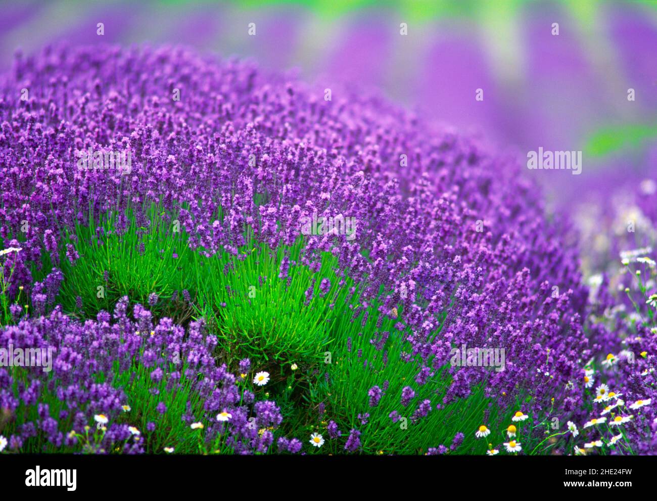 Cross section through lavender plants hi-res stock photography and ...