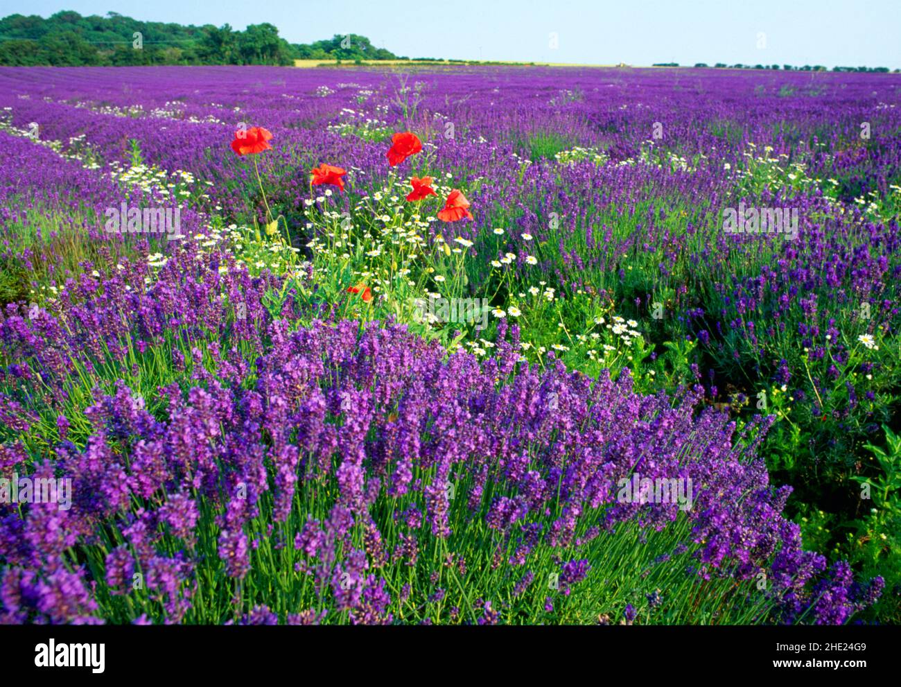 Lavender and poppies hi-res stock photography and images - Alamy