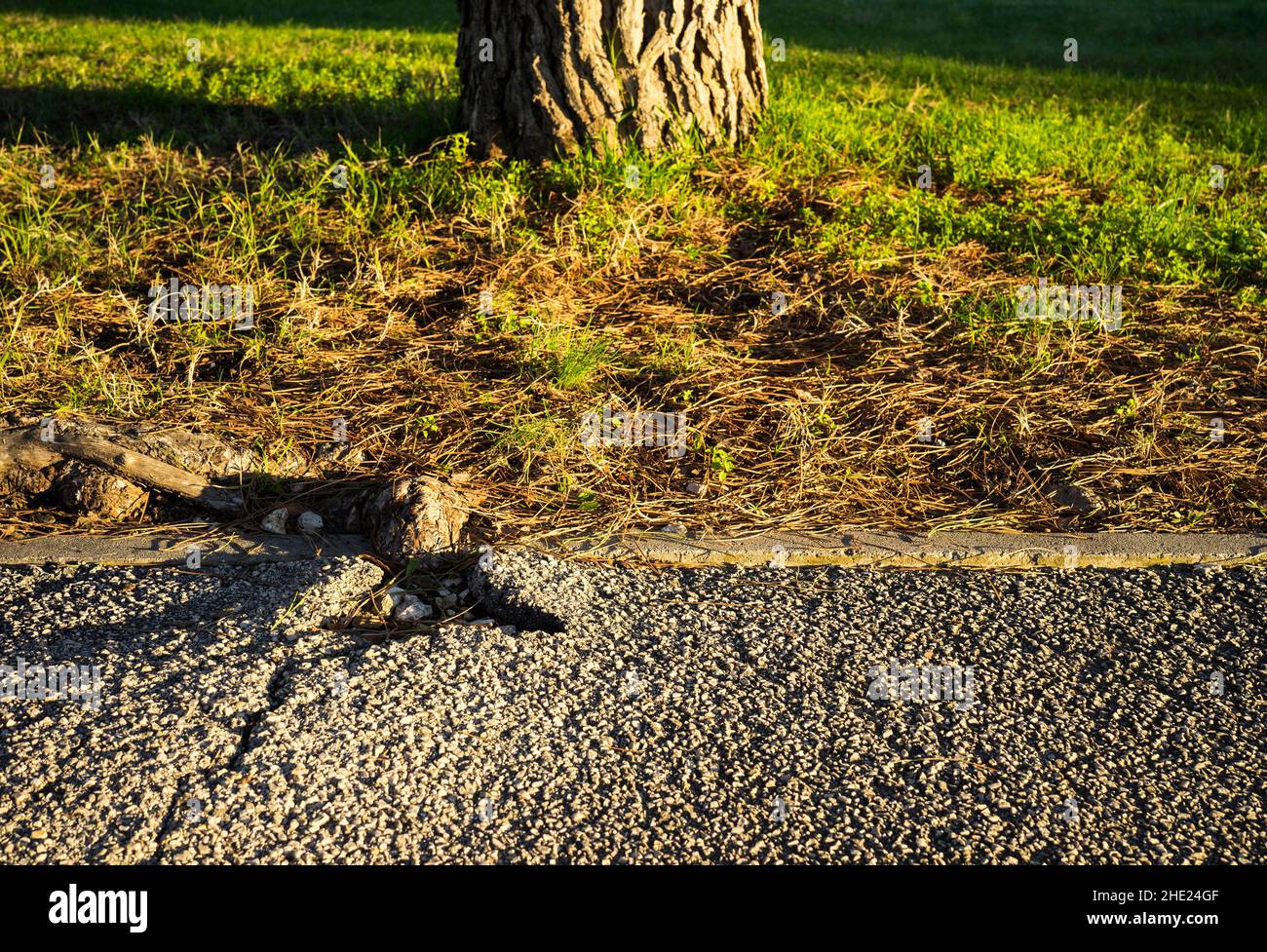 Root from a tree is breaking the asphalt Stock Photo - Alamy