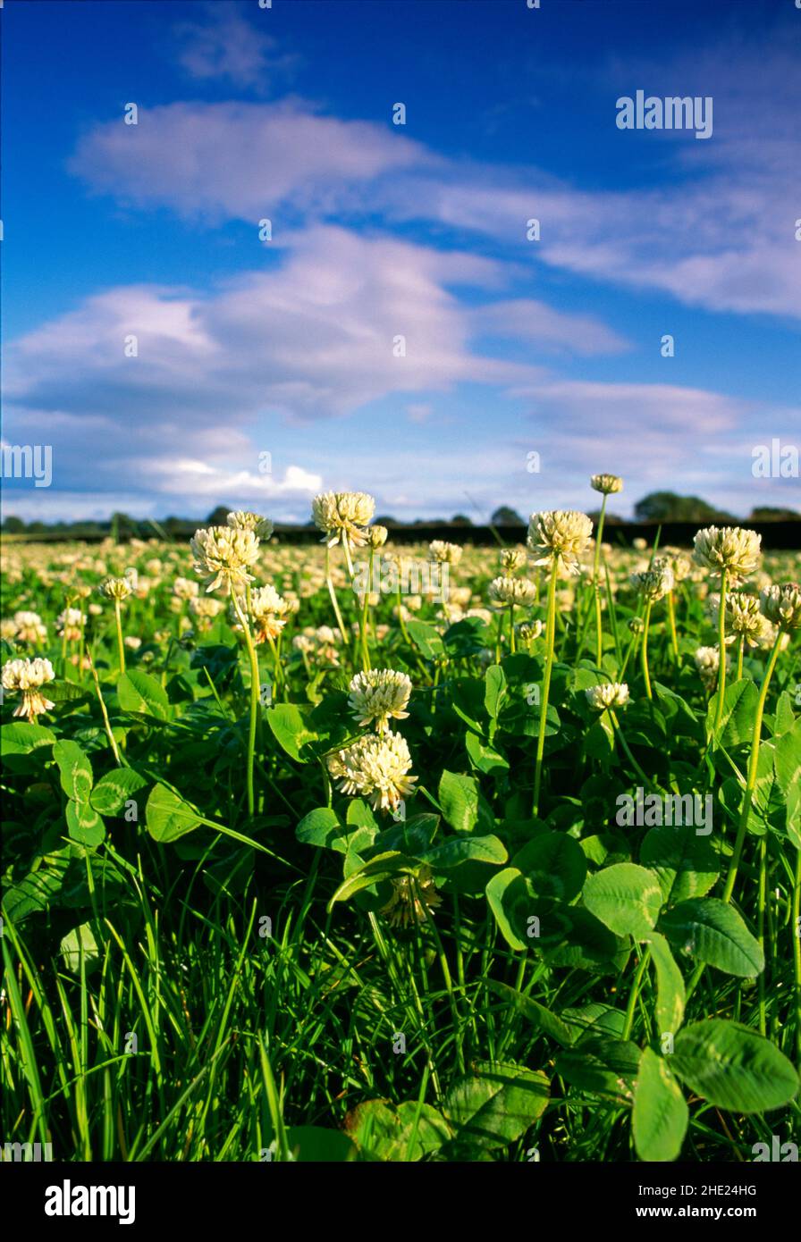 Field awareness hi-res stock photography and images - Alamy