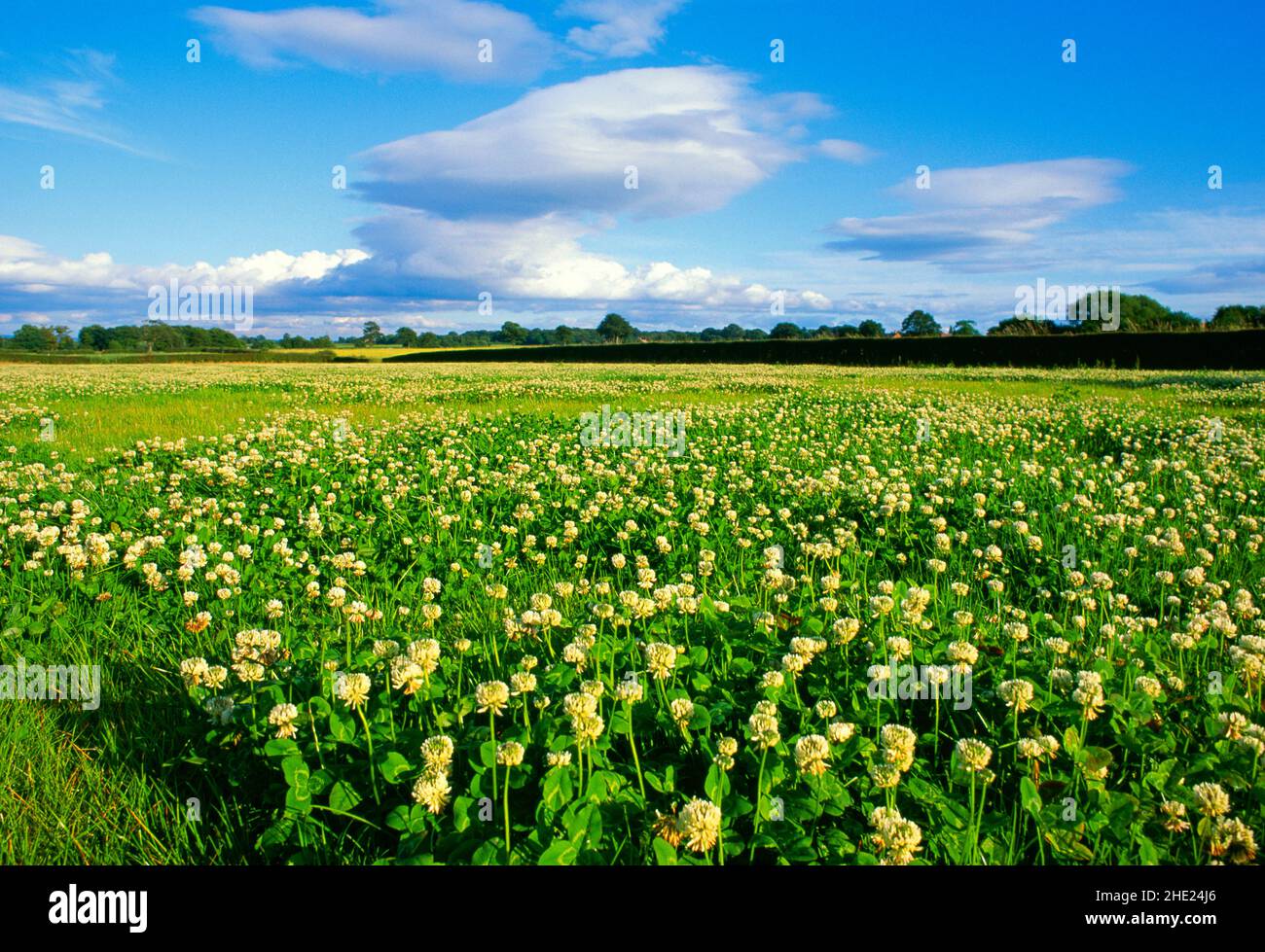Crop of clover hi-res stock photography and images - Alamy