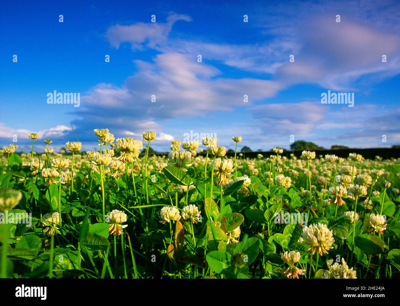 clover field, detail Stock Photo - Alamy