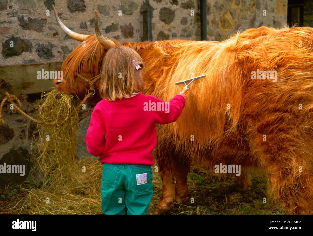 combing a highland cow Stock Photo - Alamy