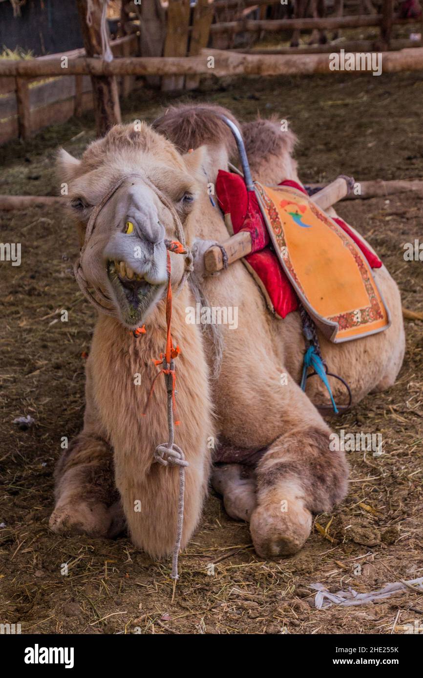 Camel stable hi-res stock photography and images - Alamy