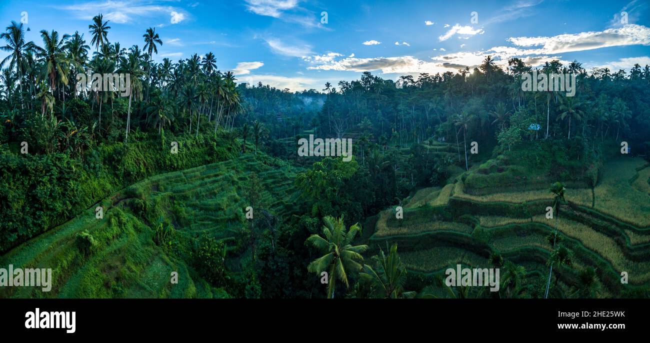 Aerial bali rice terrace hi-res stock photography and images - Alamy
