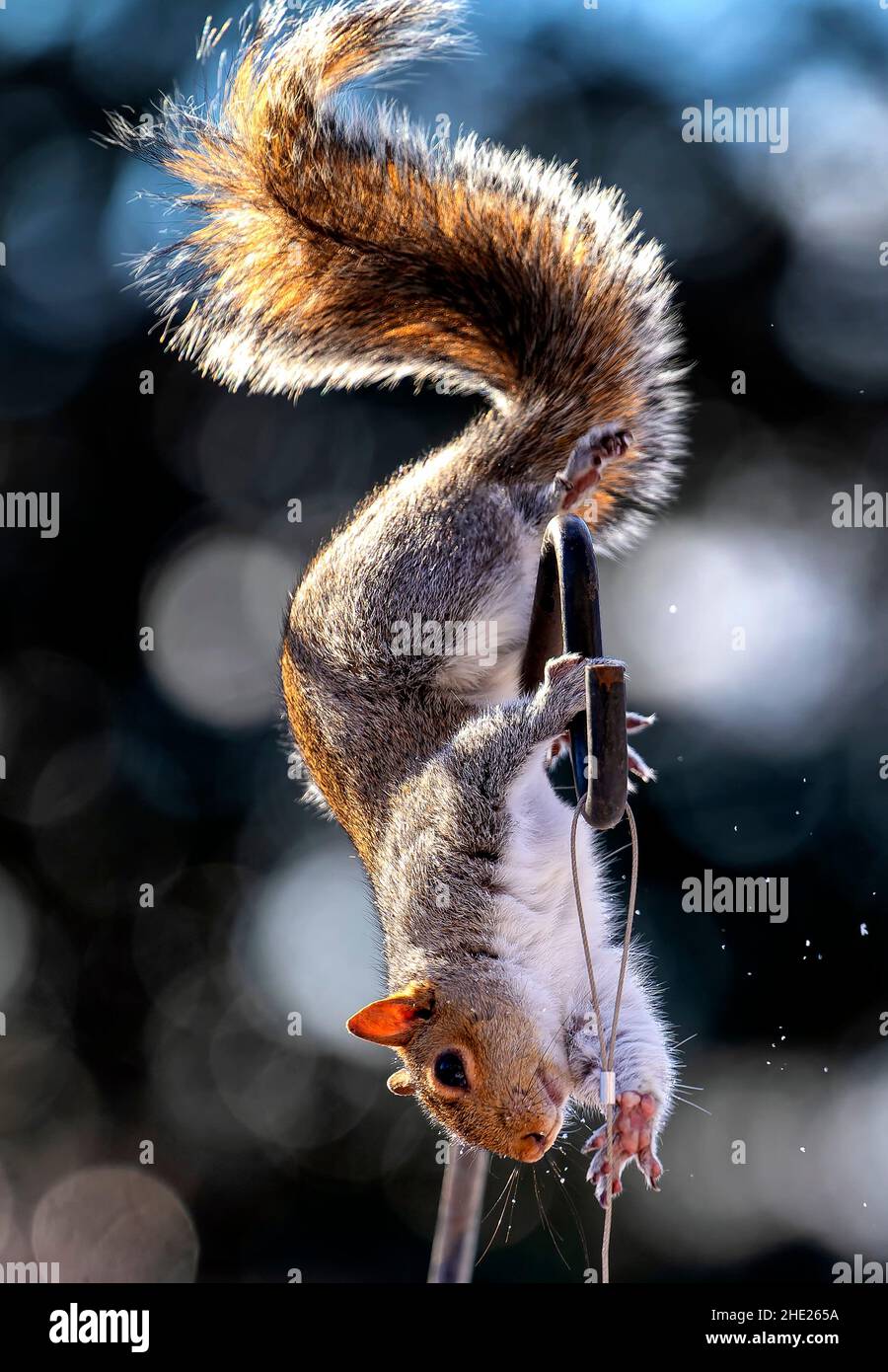 A Suirrel hangs down on the bird feeder Stock Photo - Alamy