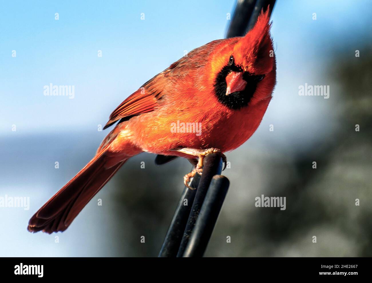 Male northern cardinal hi-res stock photography and images - Alamy