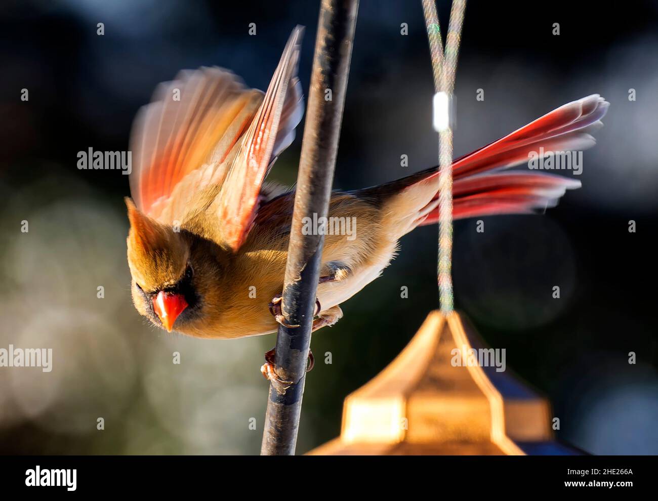 Cardinal on snow hi-res stock photography and images - Alamy