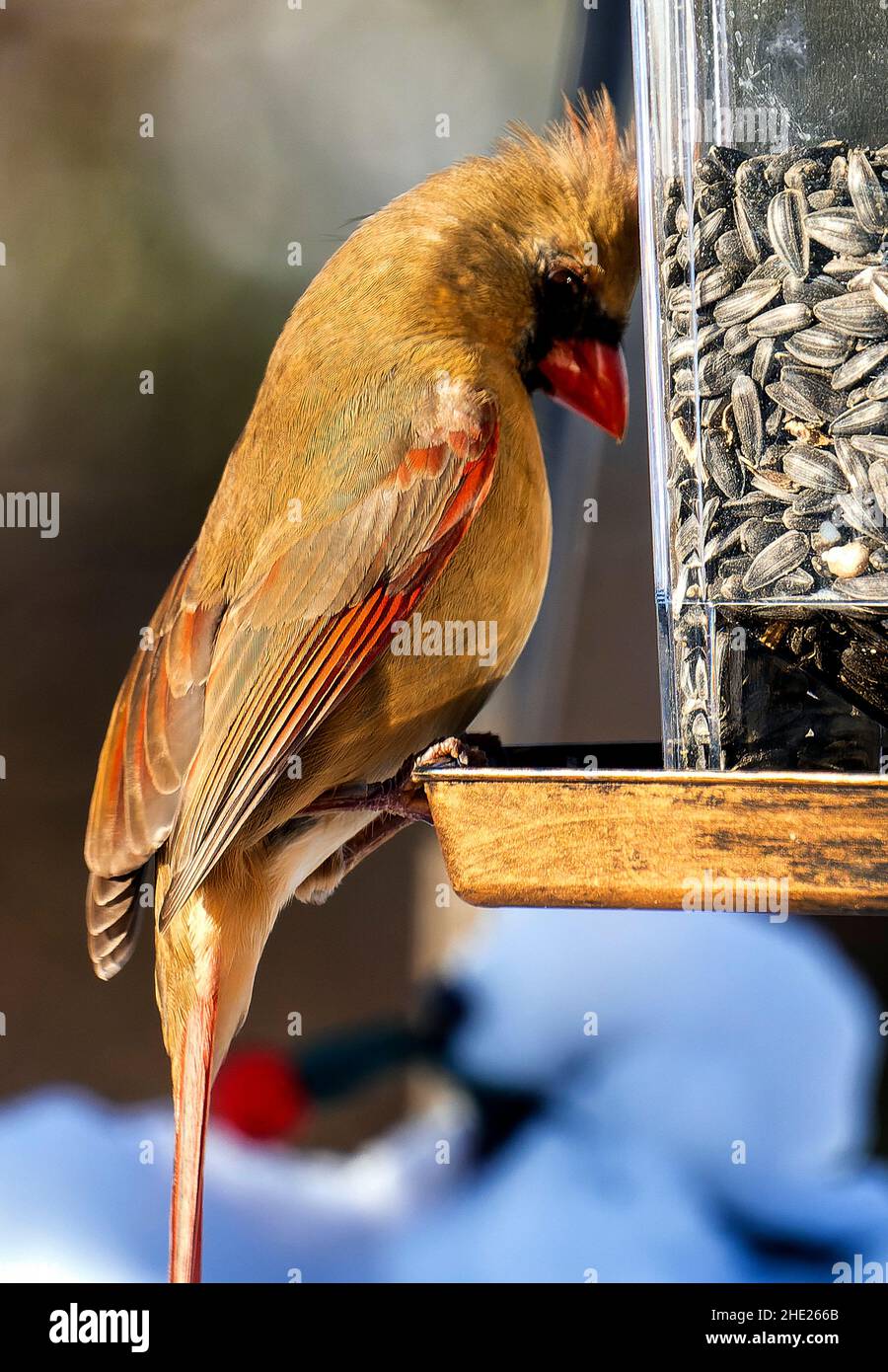 Male Northern Cardinal on a bird feeder Stock Photo - Alamy
