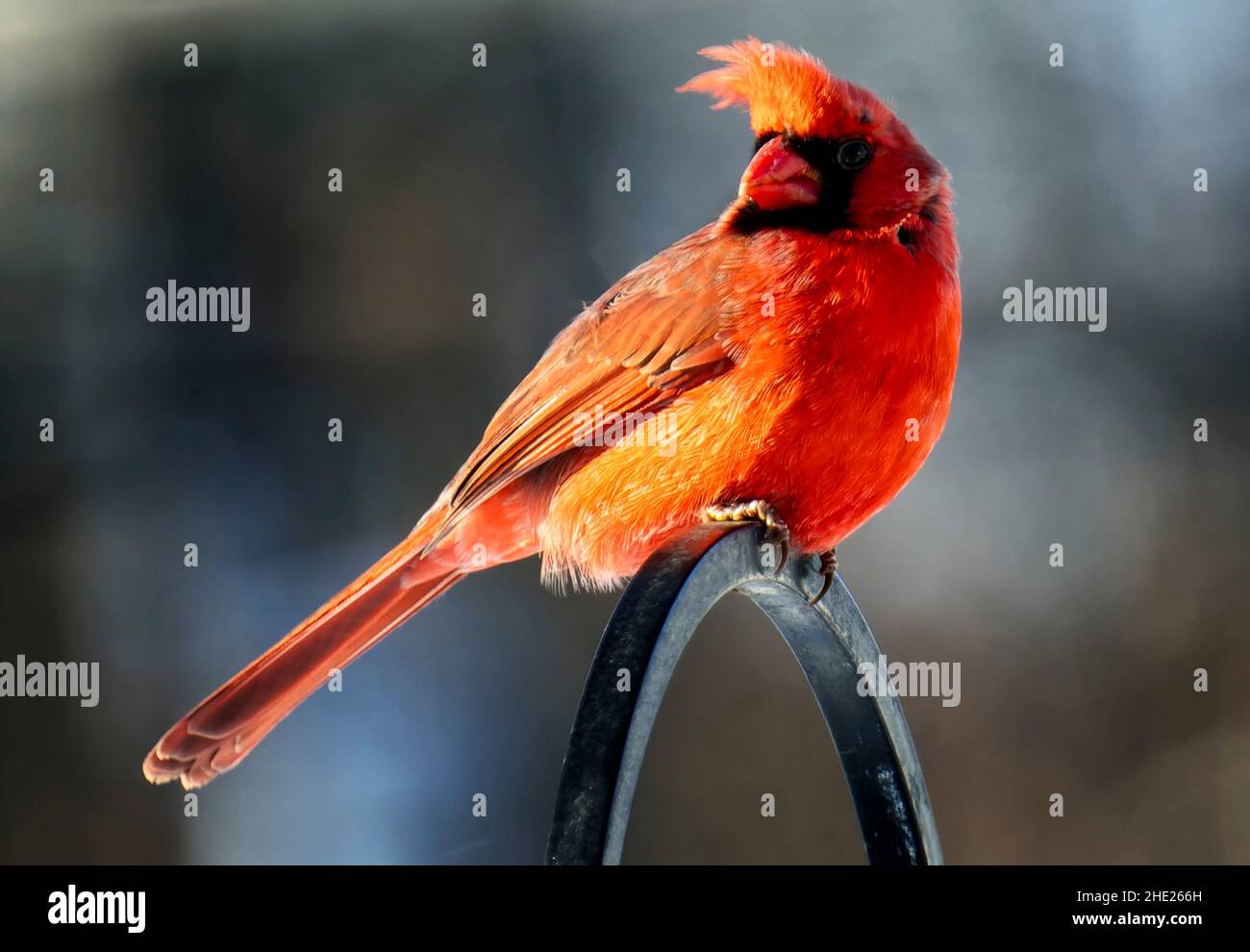 Male northern cardinal hi-res stock photography and images - Alamy