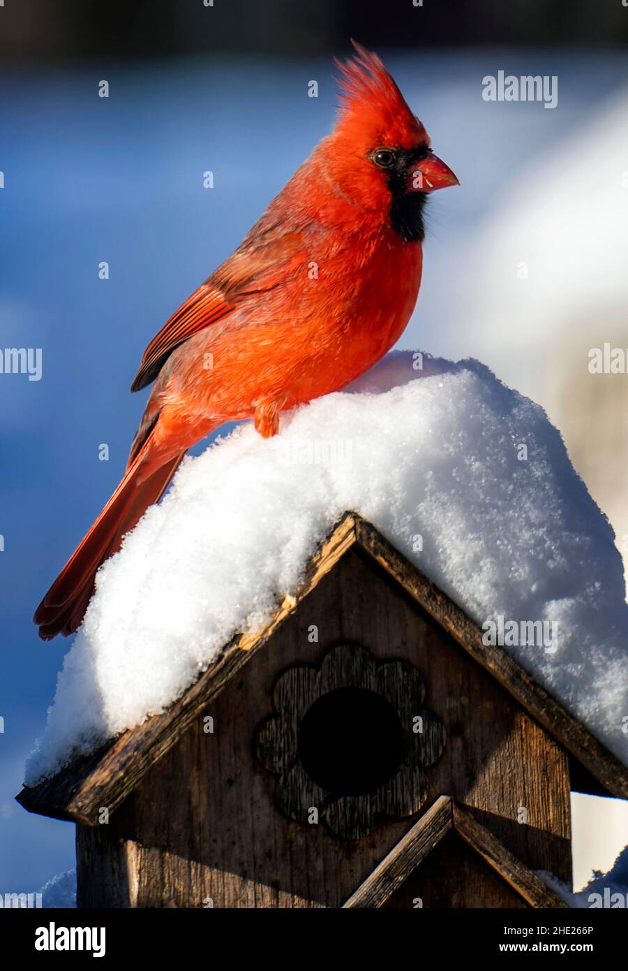 Male Northern Cardinal on a snow covered bird house Stock Photo - Alamy