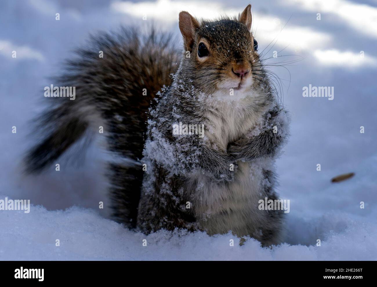 Squirrel searching food in hi-res stock photography and images - Alamy