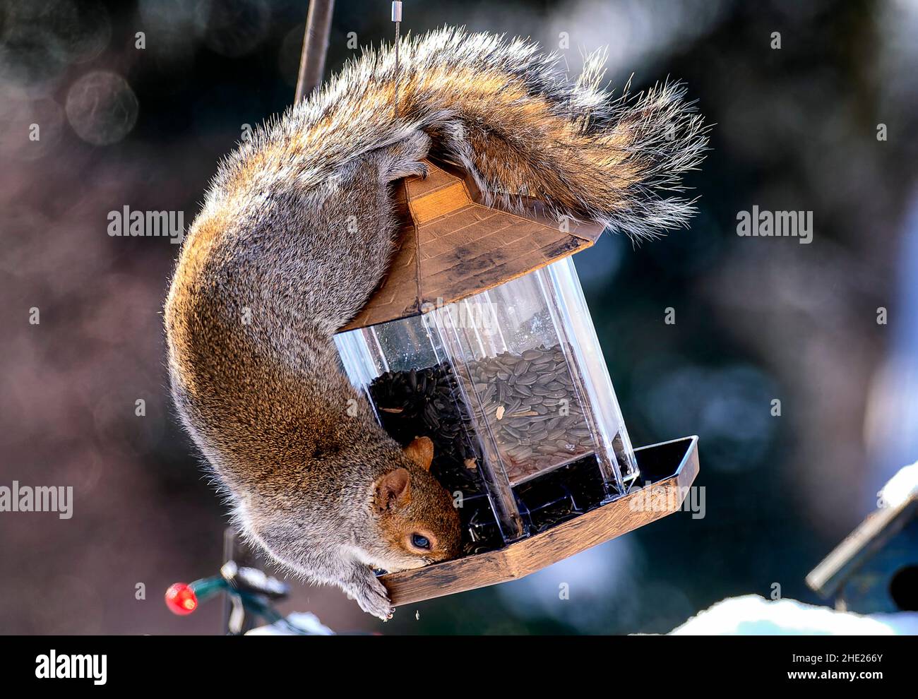 A Suirrel hangs down on the bird feeder Stock Photo - Alamy