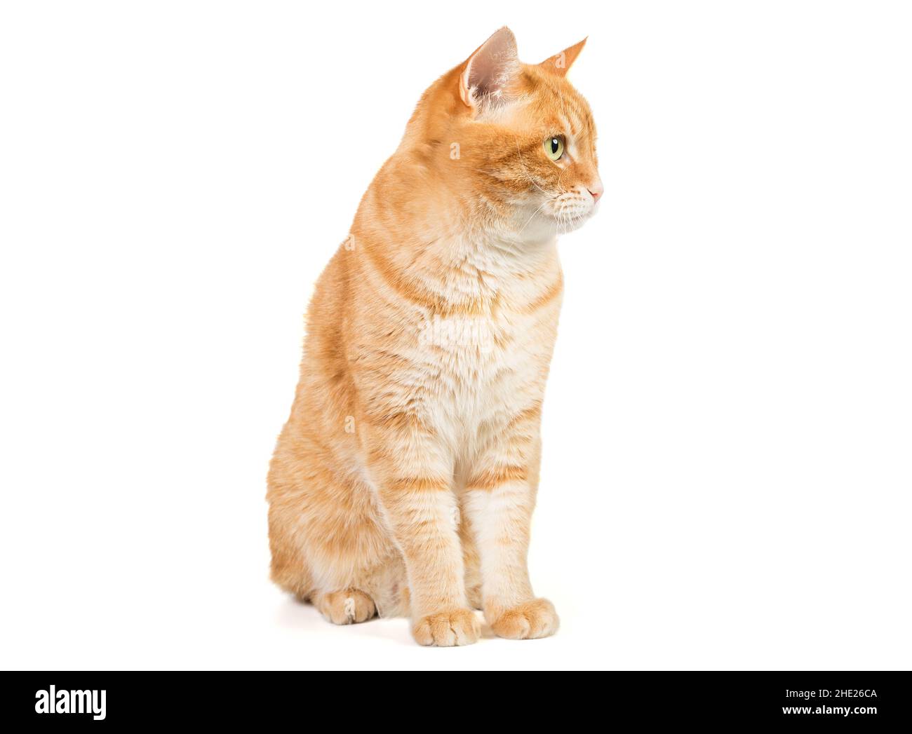 Portrait of a big red cat, isolated on a white background Stock Photo ...