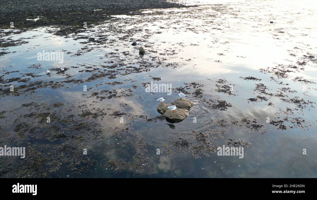 Aerial image of sea birds sitting on rock on the Ceredigion coast off ...